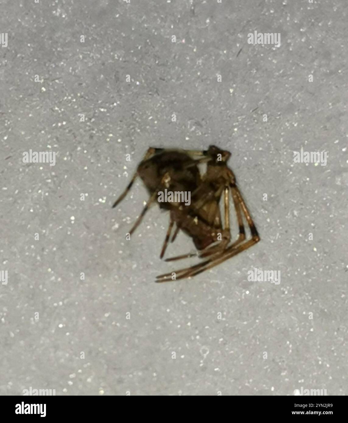 Cave spider (Nesticus cellulanus Stock Photo - Alamy