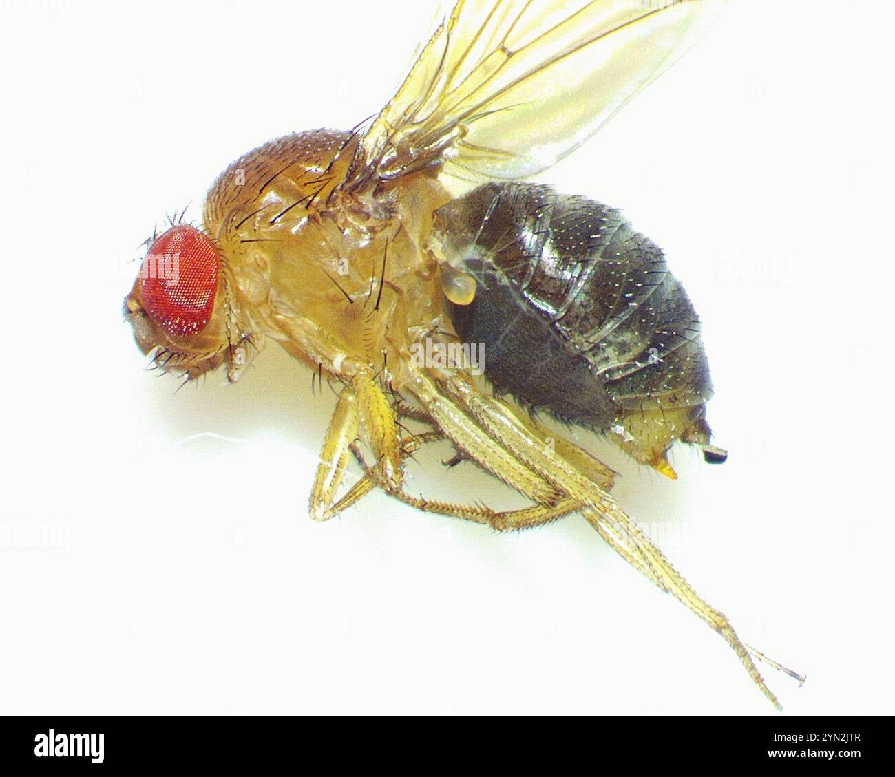 Small Fruit Flies (Drosophila Stock Photo - Alamy