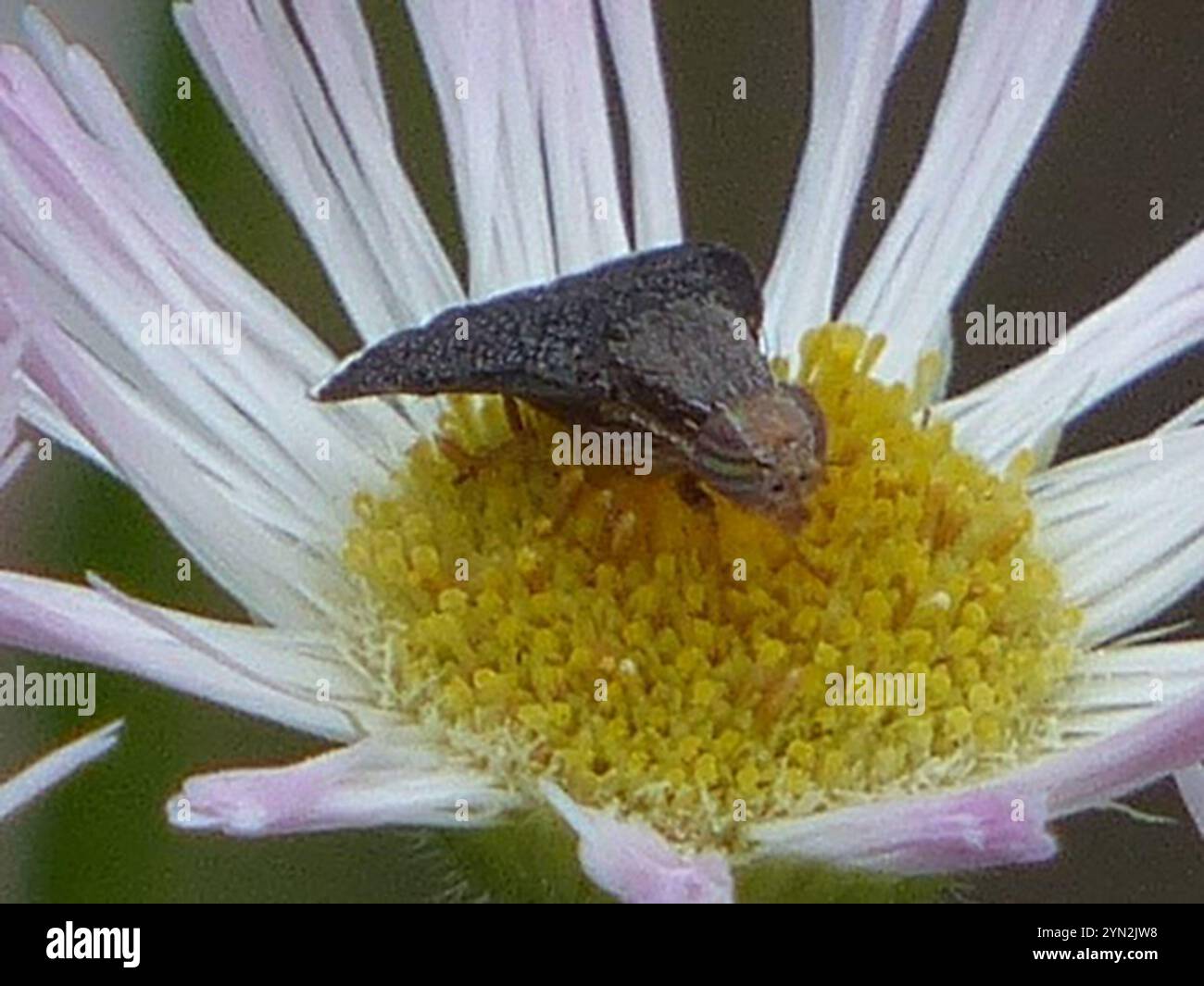 Eutreta hi-res stock photography and images - Alamy