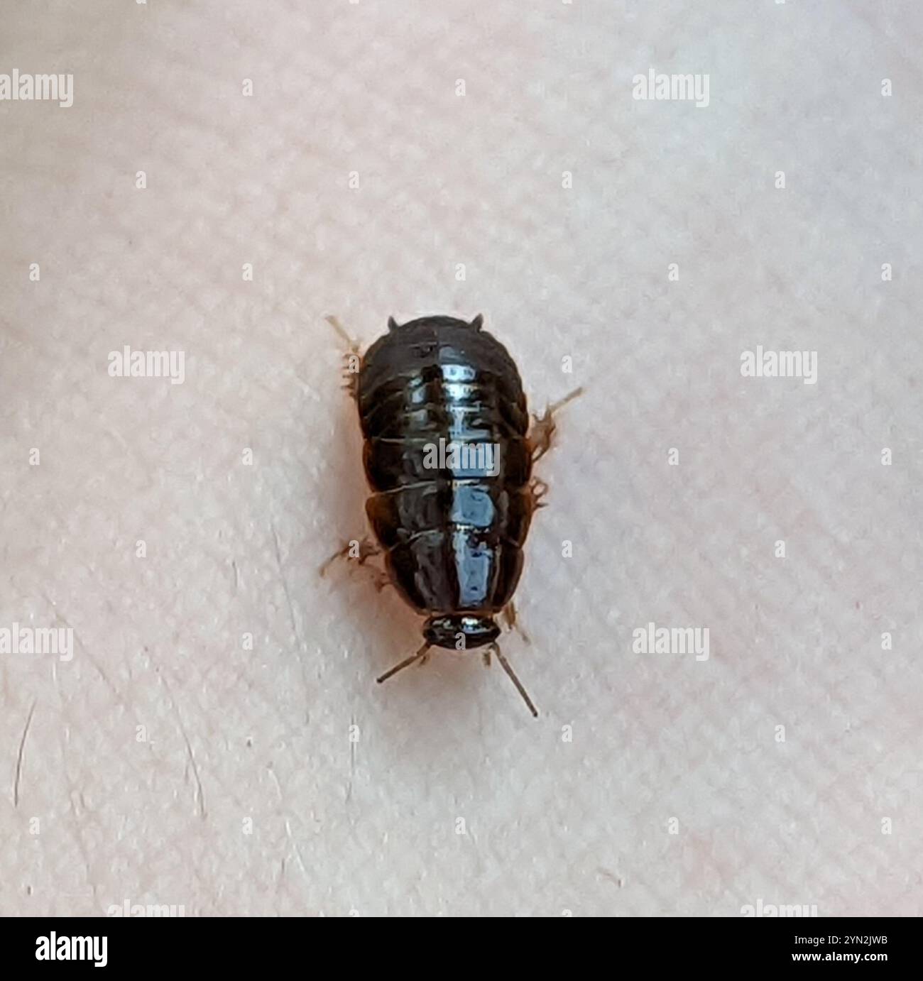 Surinam Cockroach (Pycnoscelus surinamensis Stock Photo - Alamy