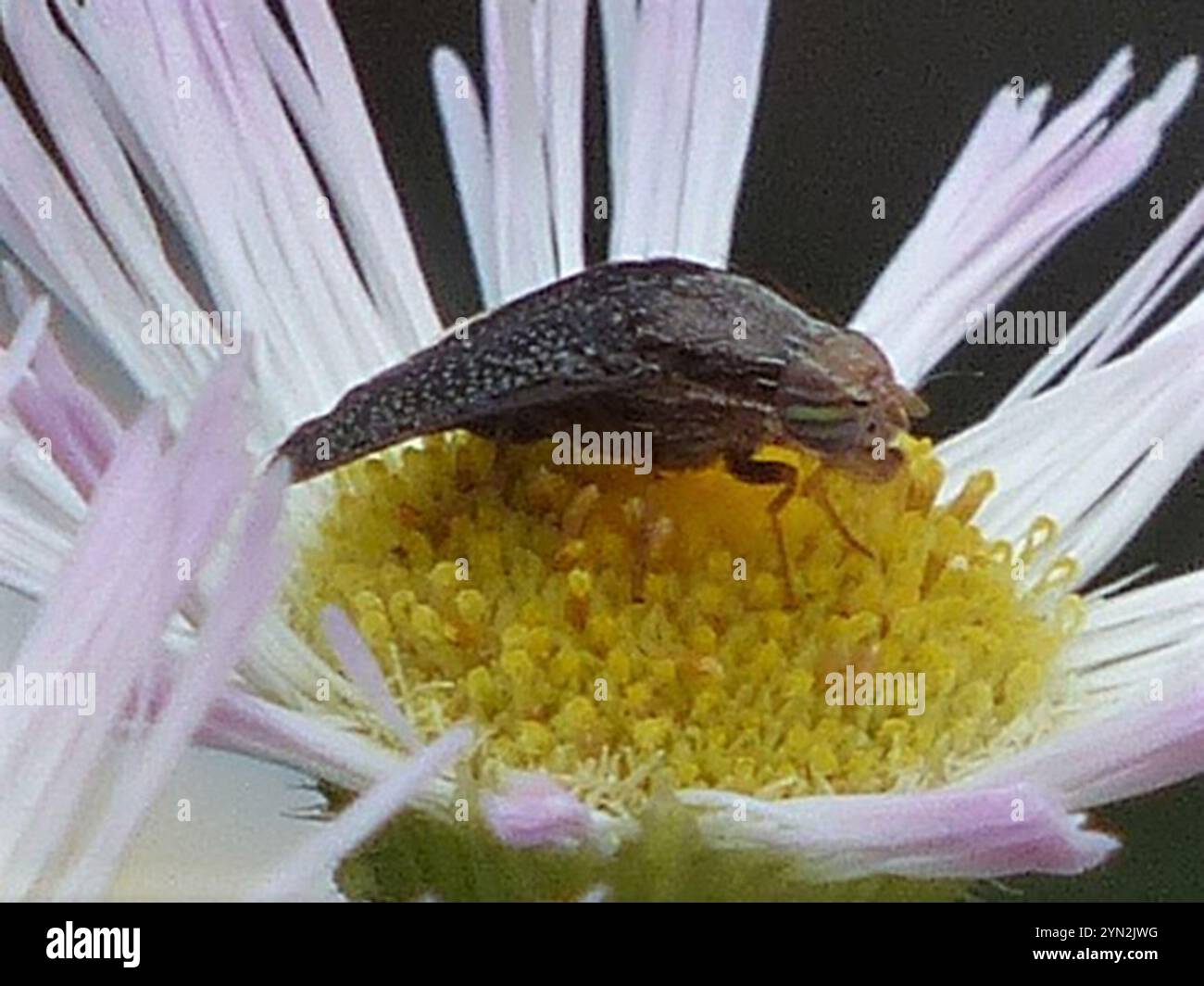 Eutreta hi-res stock photography and images - Alamy