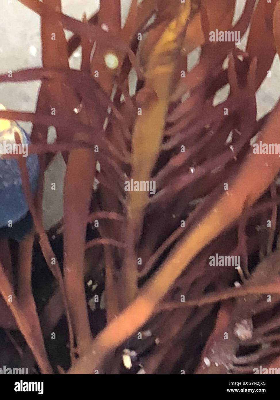 Bleach Weed (Prionitis sternbergii Stock Photo - Alamy