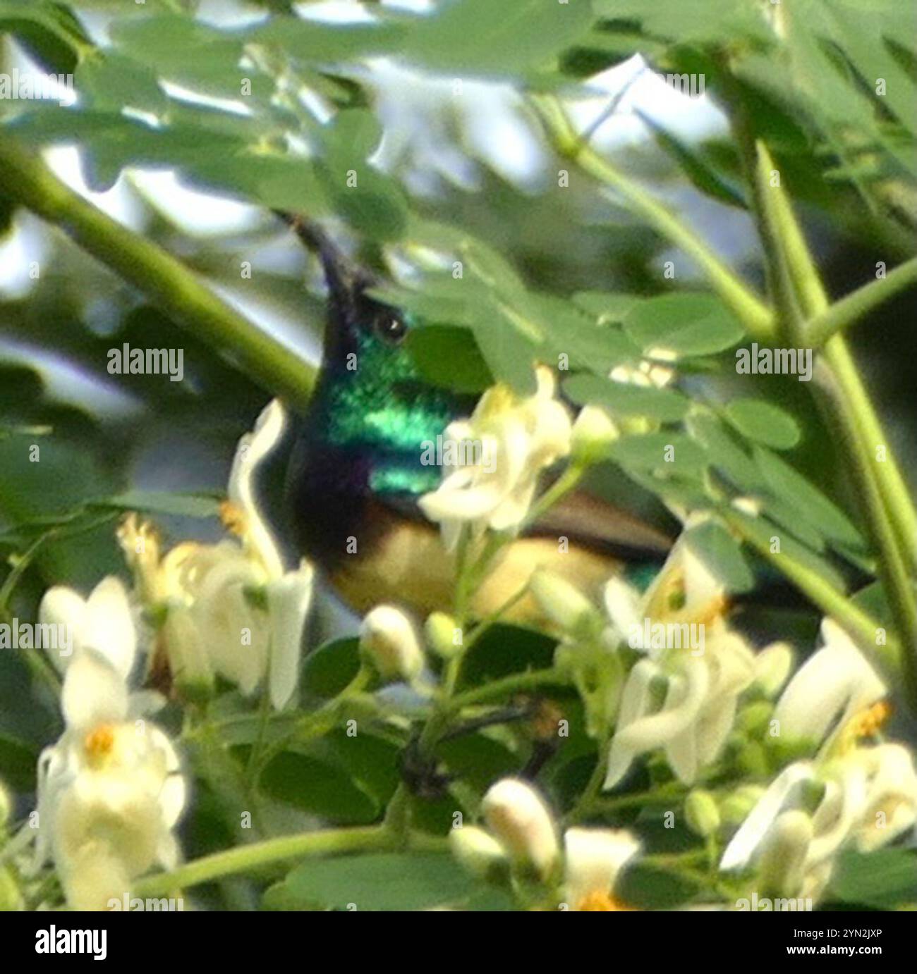 Variable Sunbird (Cinnyris venustus Stock Photo - Alamy