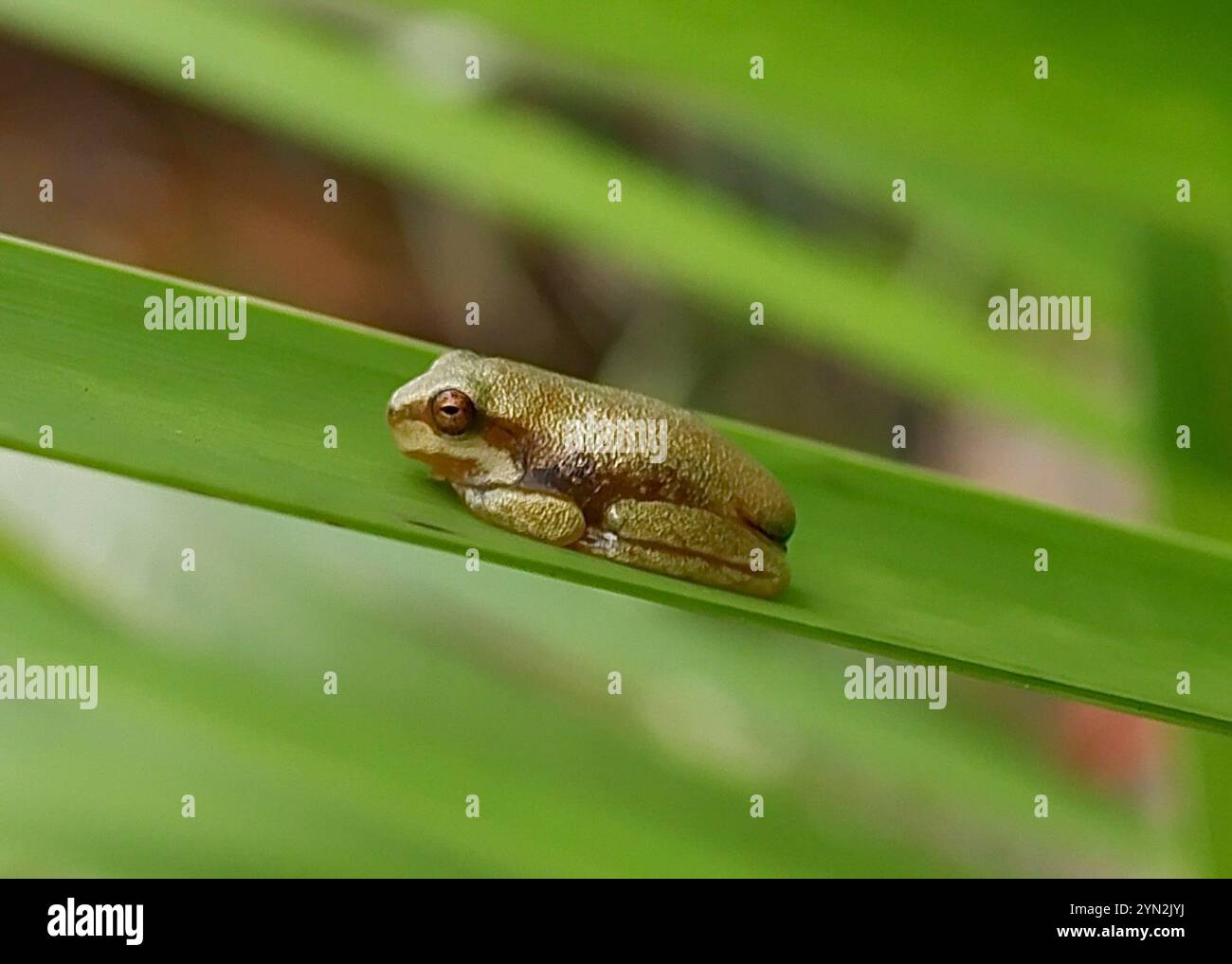 Eastern Dwarf Tree Frog (Litoria fallax Stock Photo - Alamy