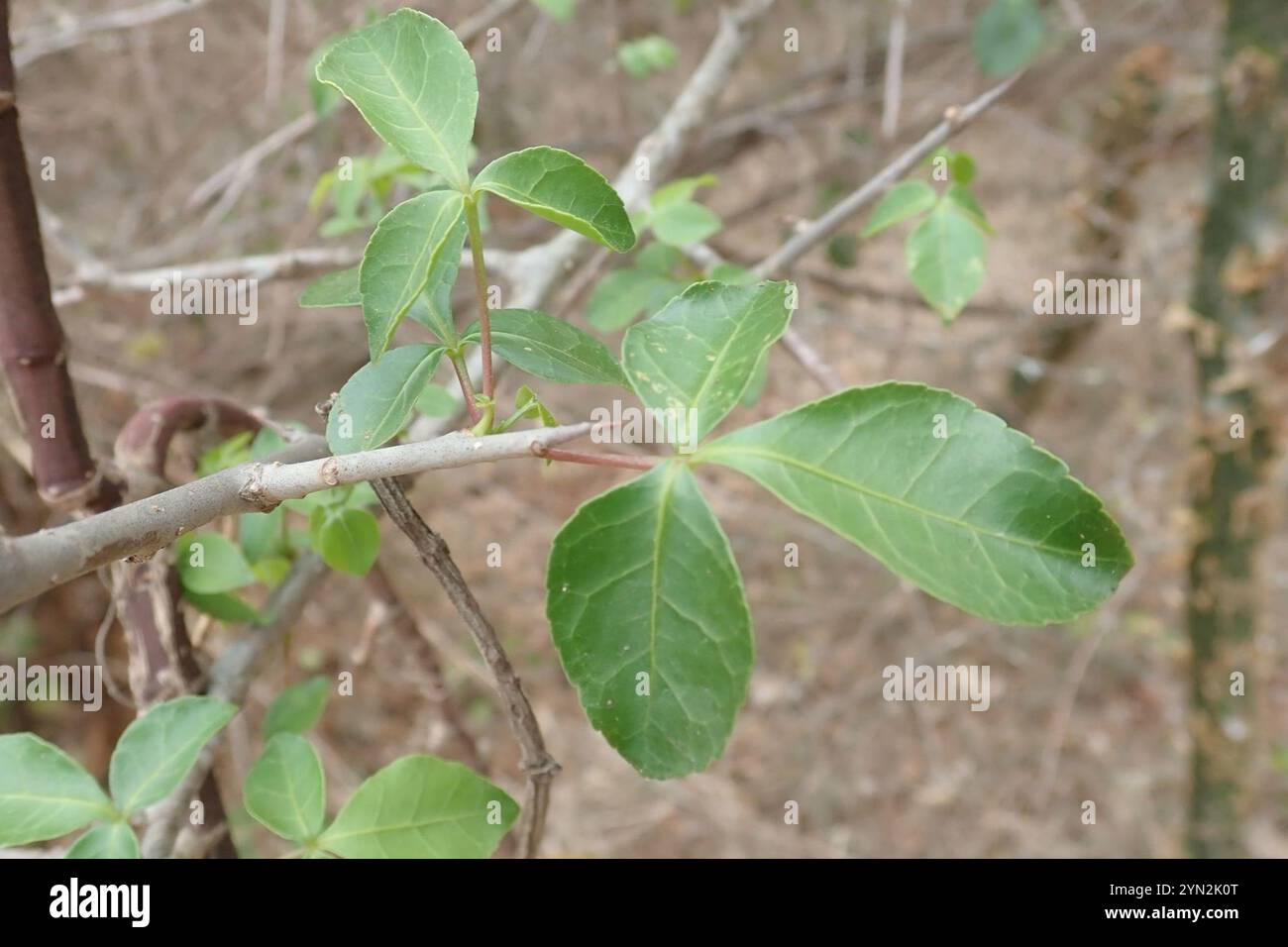 Green Corkwood (Commiphora neglecta Stock Photo - Alamy