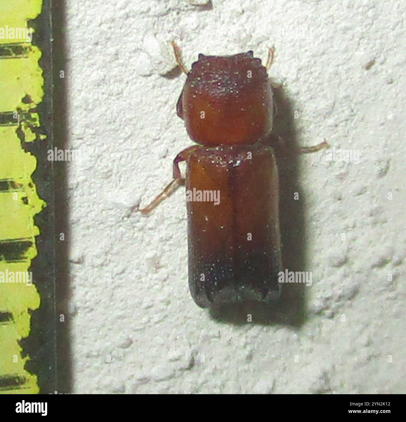 Auger Beetles (Bostrichidae Stock Photo - Alamy