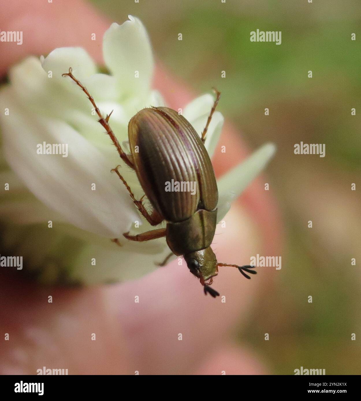Manuka beetle (Pyronota festiva Stock Photo - Alamy