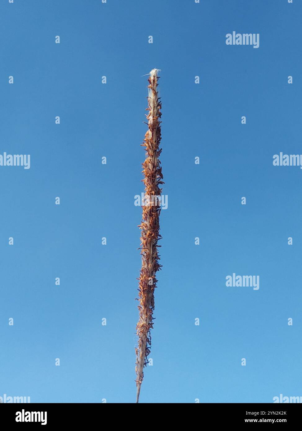 Cogon Grass (Imperata cylindrica Stock Photo - Alamy