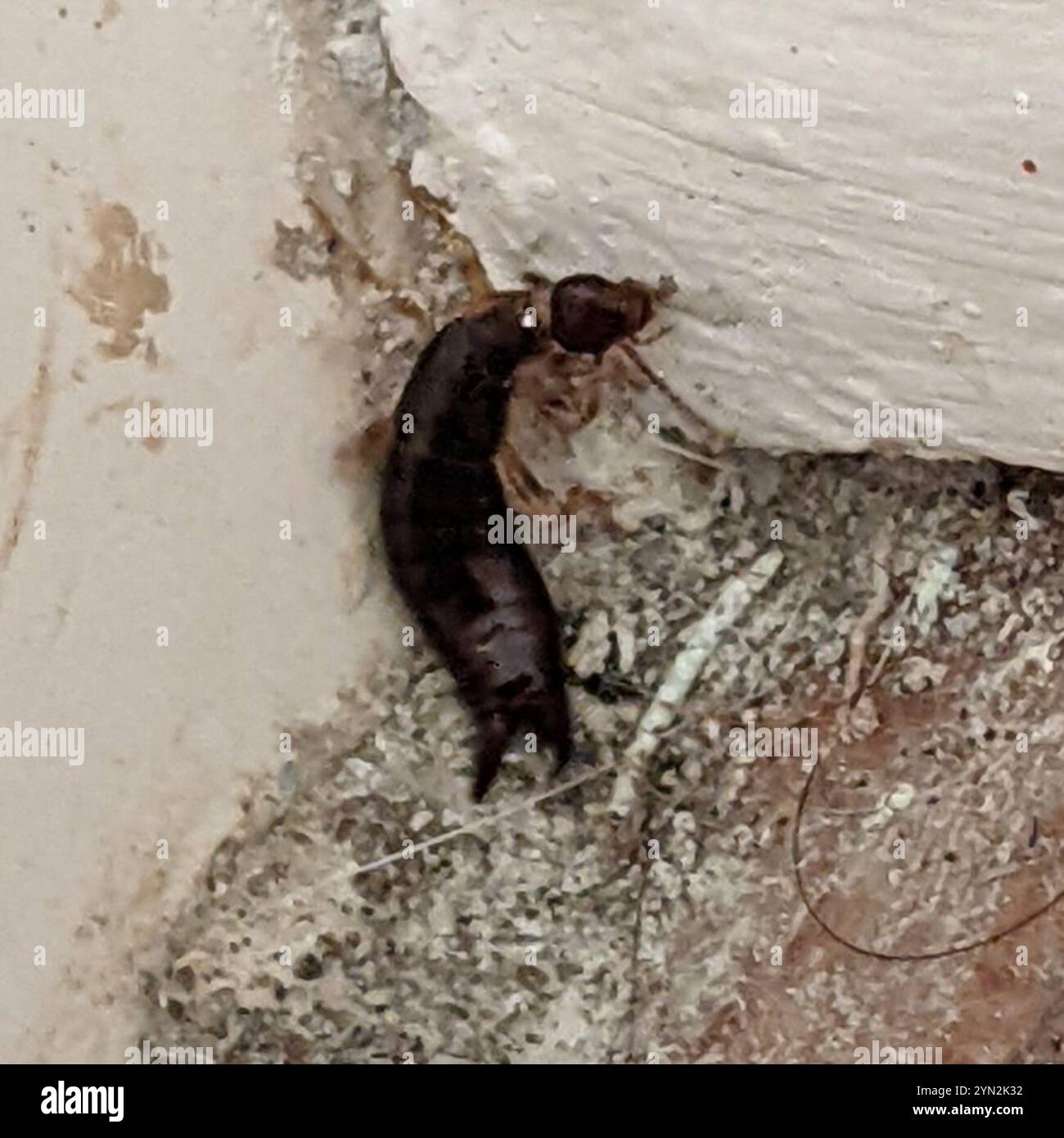 Euborellia annulipes hi-res stock photography and images - Alamy