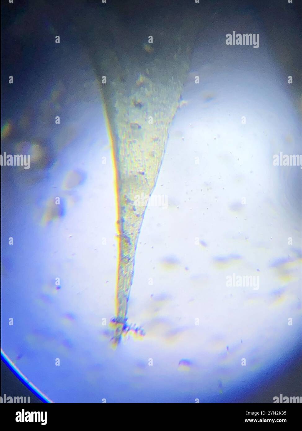 Streamside Leptodictyum Moss (Leptodictyum riparium Stock Photo - Alamy