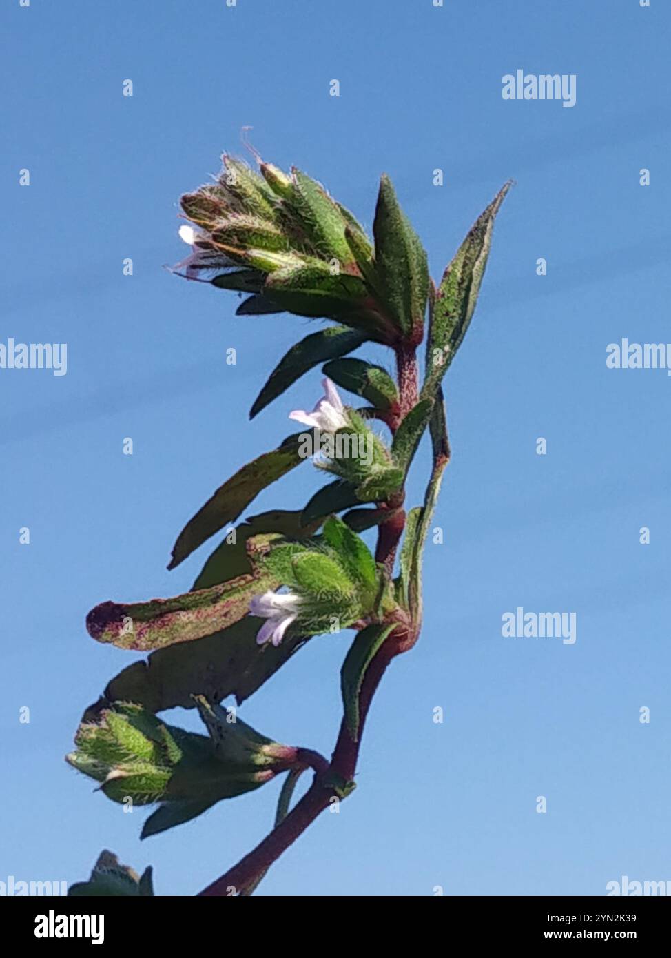Hygrophila polysperma hi-res stock photography and images - Alamy