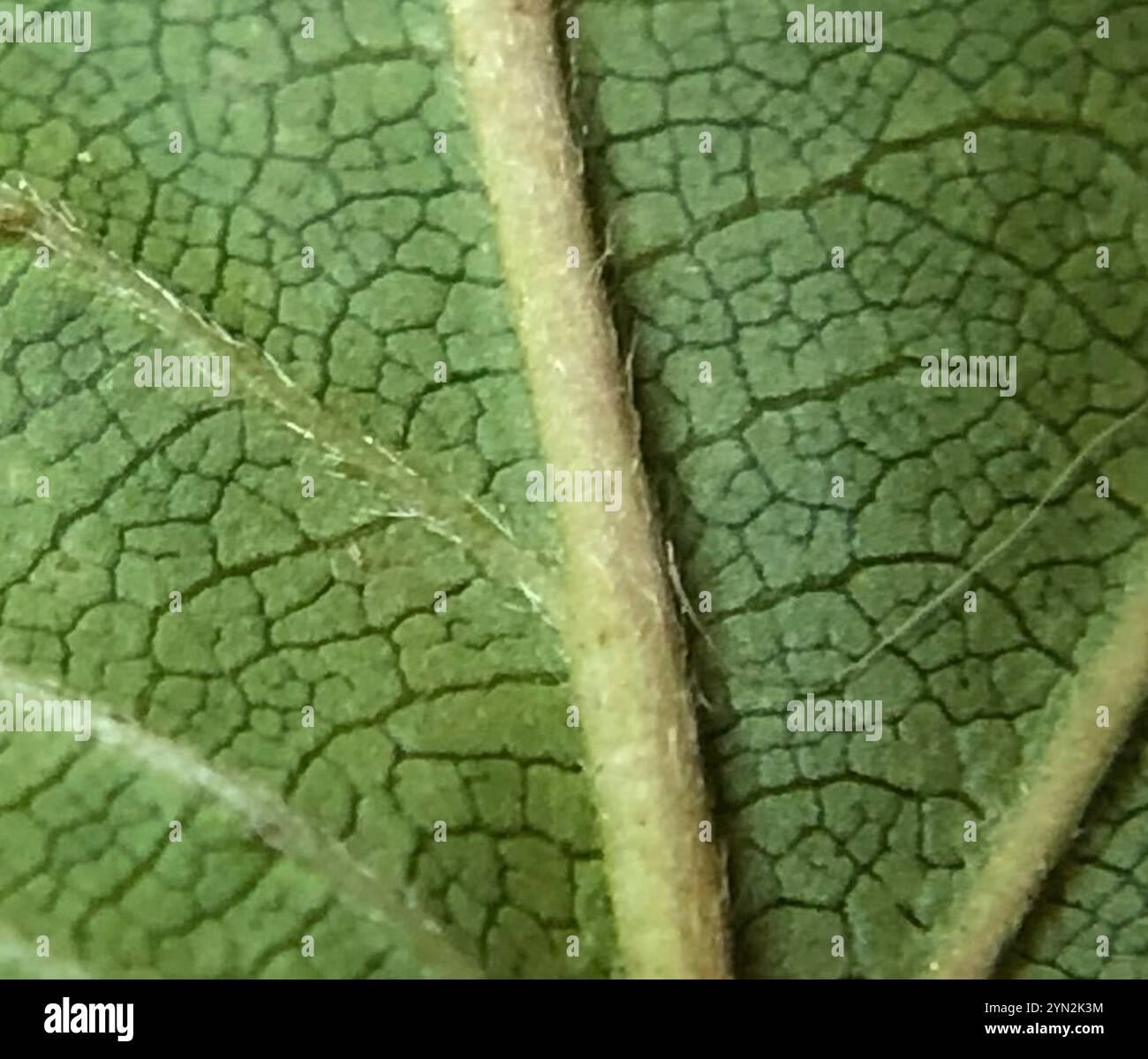 Pennsylvania Blackberry (Rubus pensilvanicus Stock Photo - Alamy