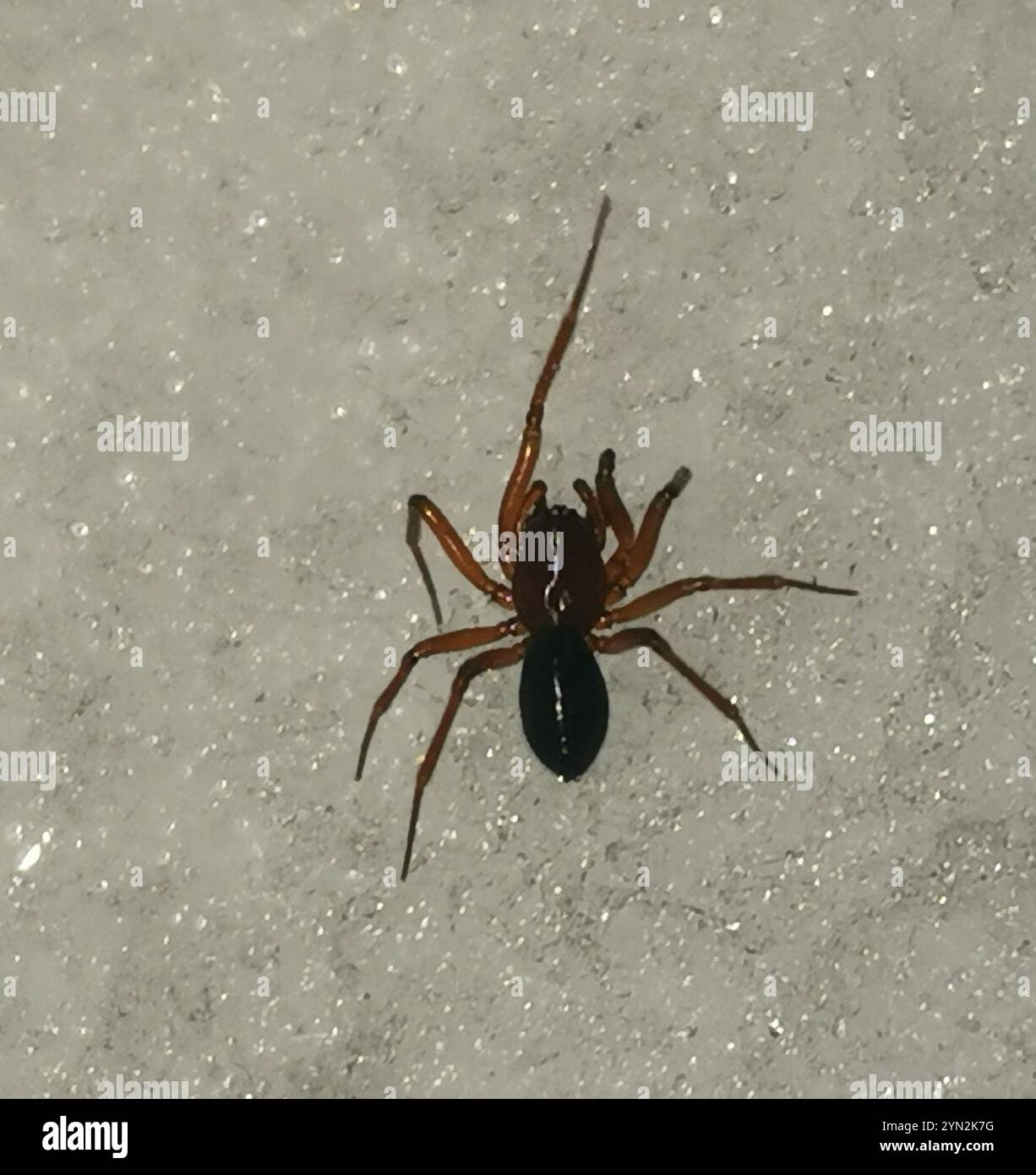 Sheetweb and Dwarf Weavers (Linyphiidae Stock Photo - Alamy