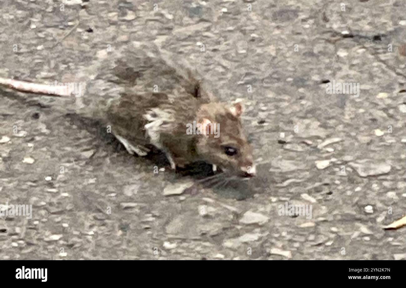Old World Rats (Rattus Stock Photo - Alamy