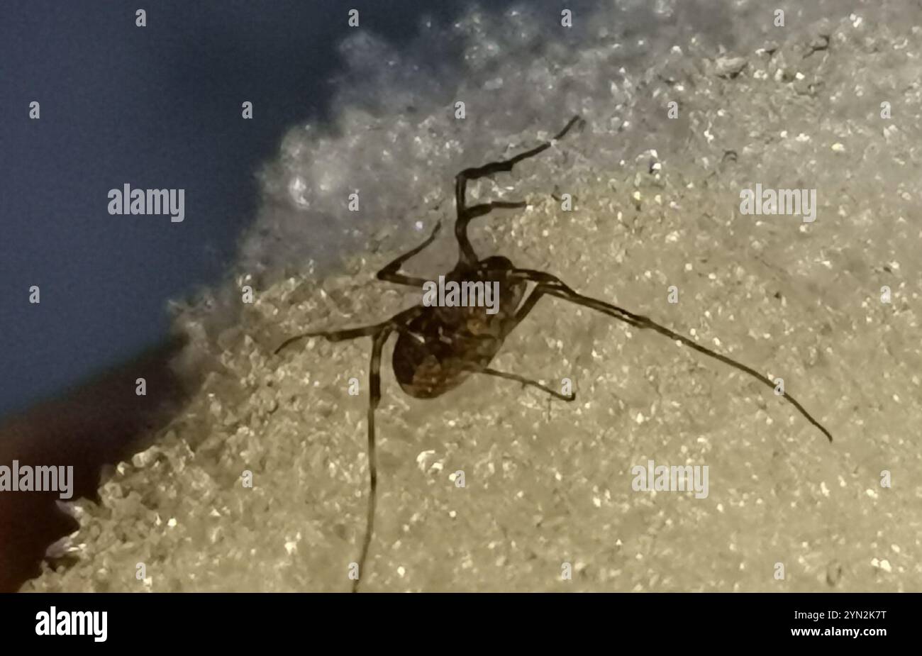 Spring Harvestman (Rilaena triangularis Stock Photo - Alamy