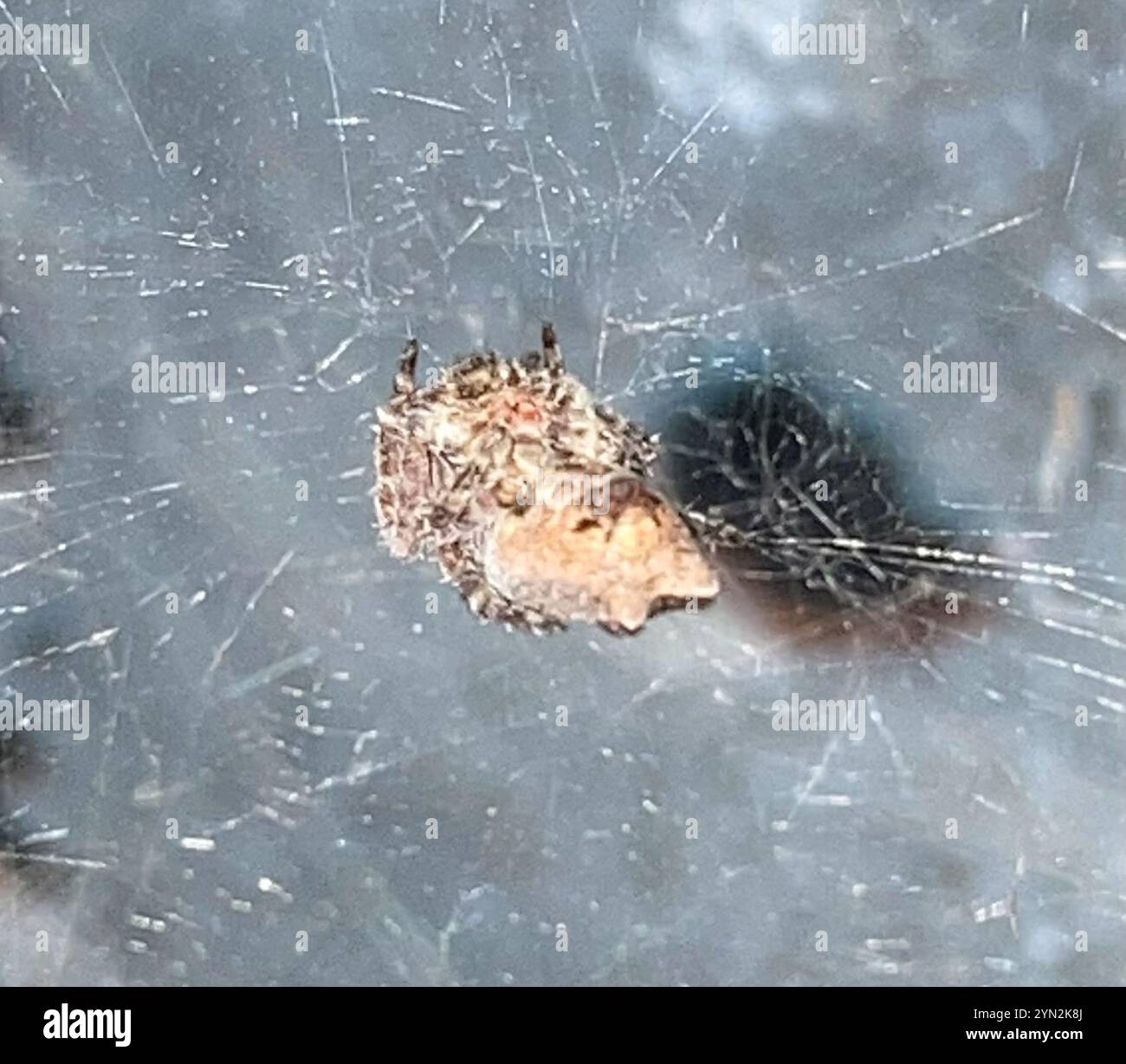 Tropical Tent-web Spider (Cyrtophora citricola Stock Photo - Alamy