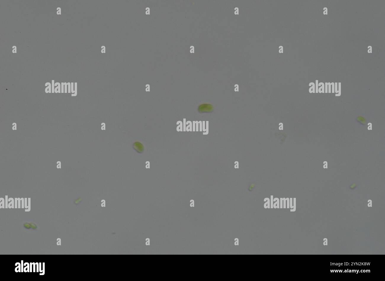 green algae (Chlorophyta Stock Photo - Alamy