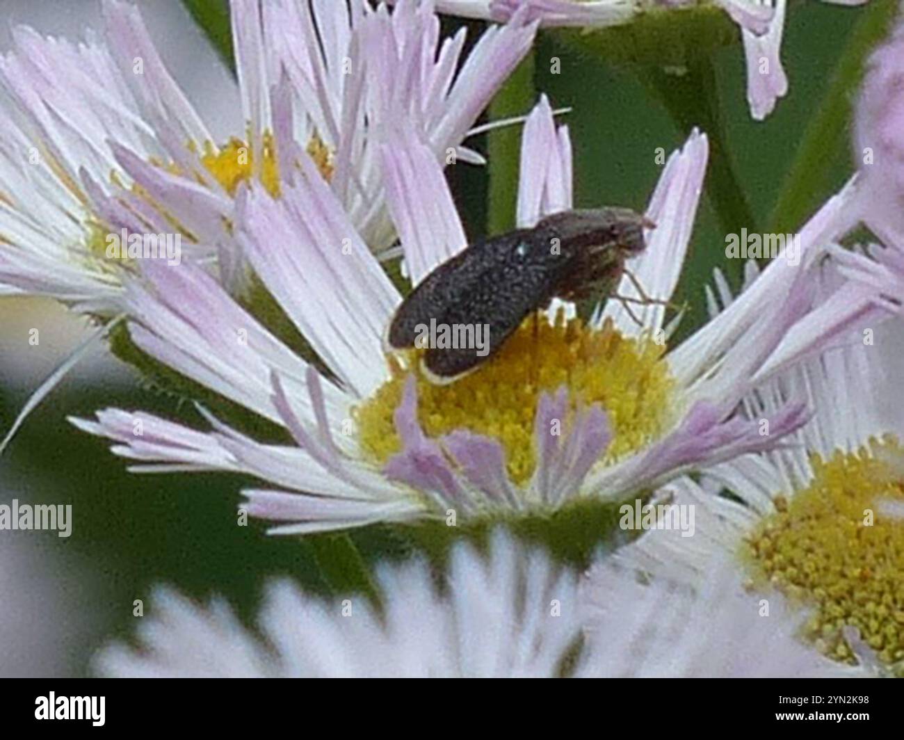 Eutreta hi-res stock photography and images - Alamy