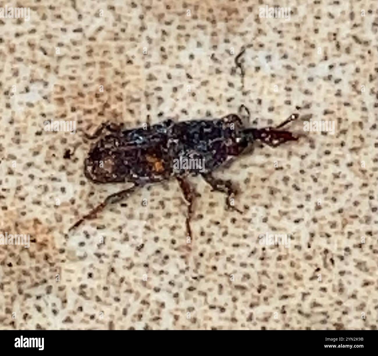 Grain Weevils (Sitophilus Stock Photo - Alamy