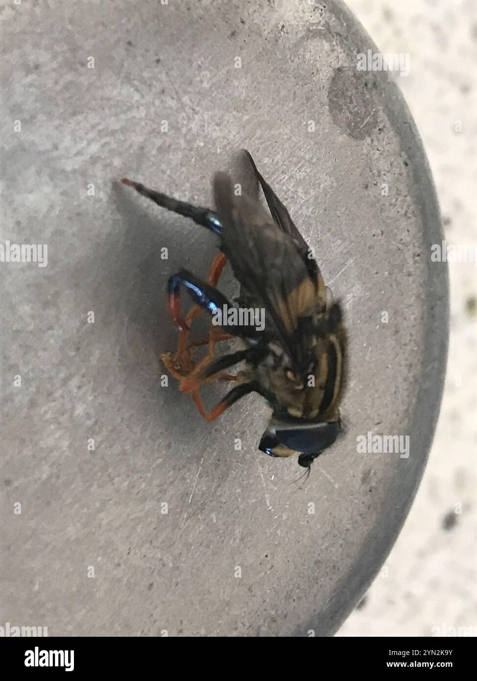 Three-lined Hover Fly (Helophilus seelandicus Stock Photo - Alamy