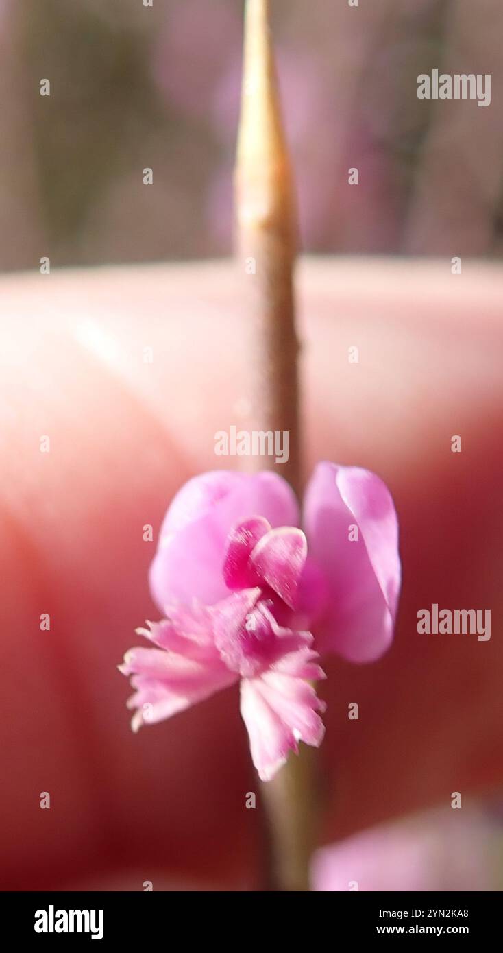 tortoise berry (Muraltia spinosa Stock Photo - Alamy