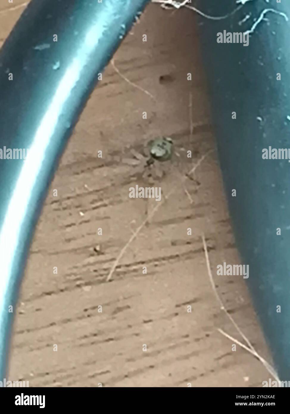 Wall Spiders (Oecobius Stock Photo - Alamy