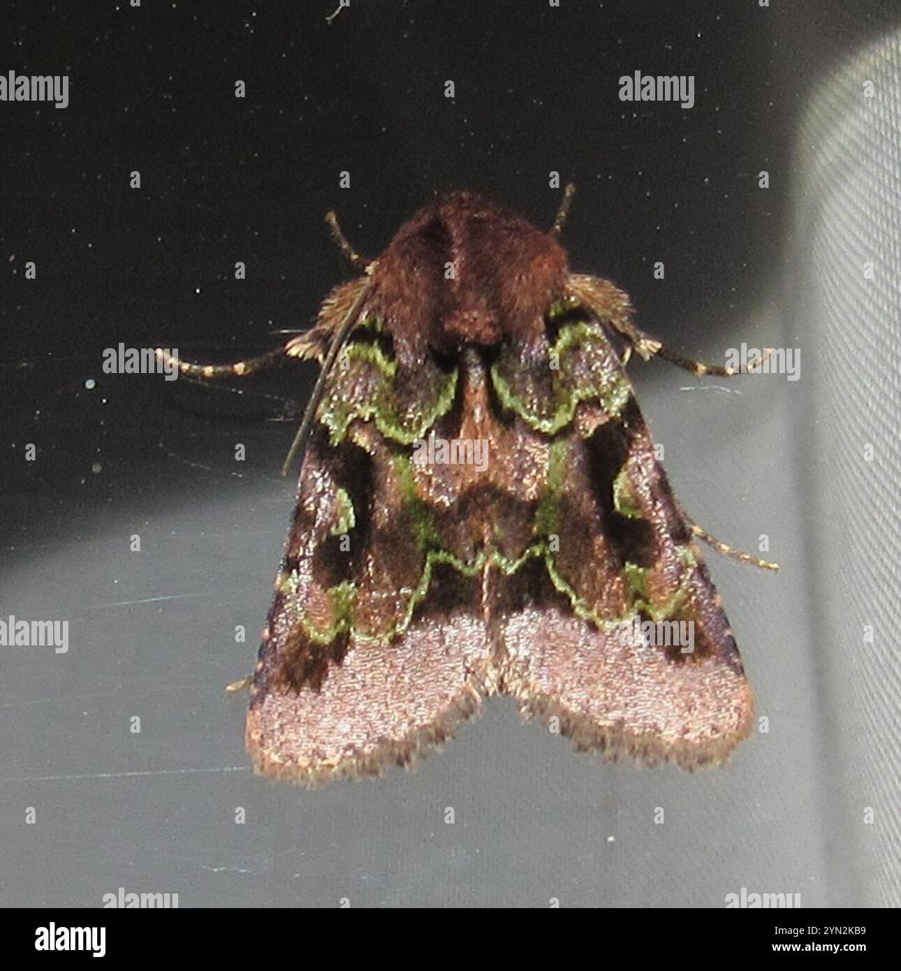 Cutworms and Dart Moths (Noctuinae Stock Photo - Alamy