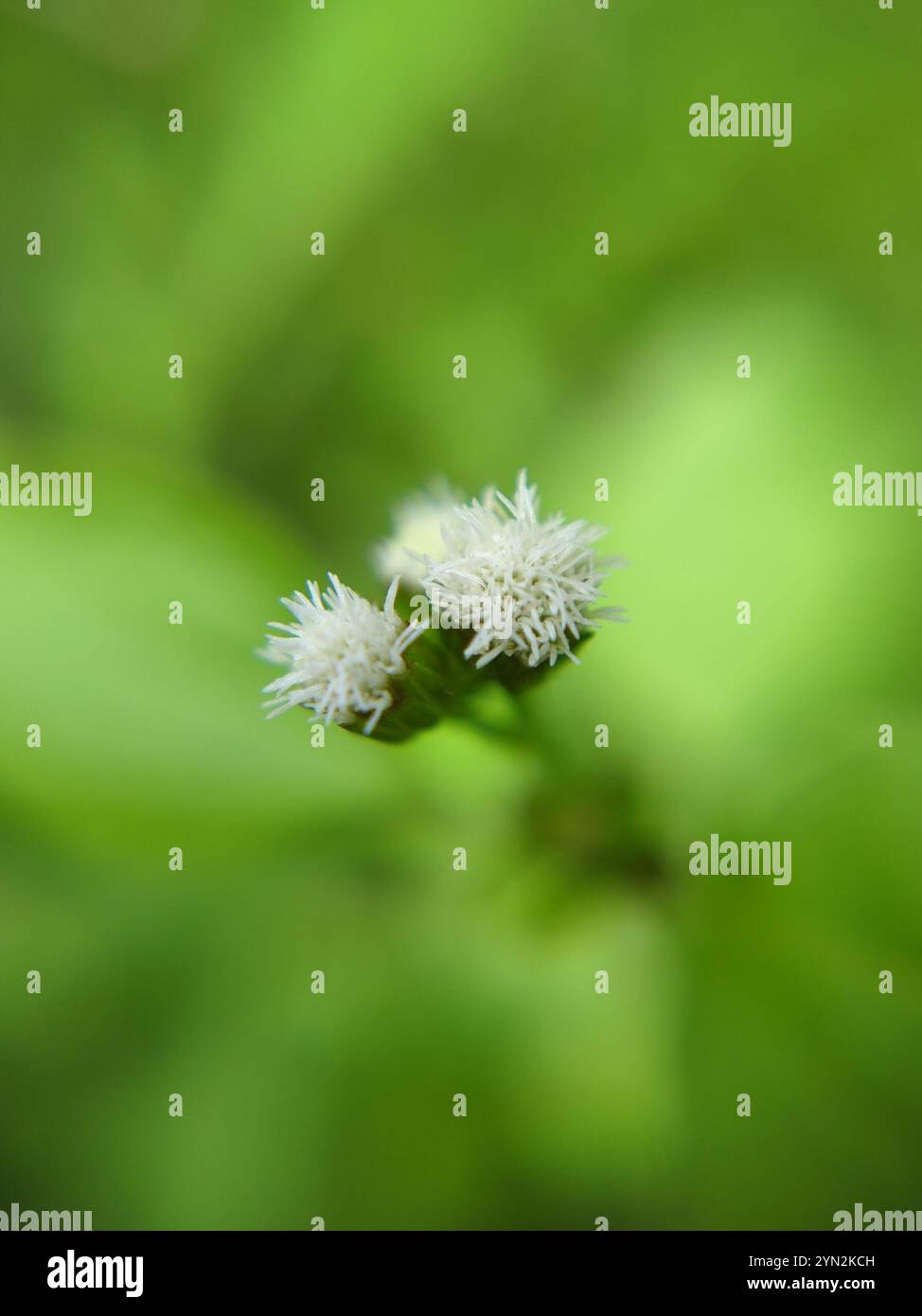 billygoat weed (Ageratum conyzoides Stock Photo - Alamy