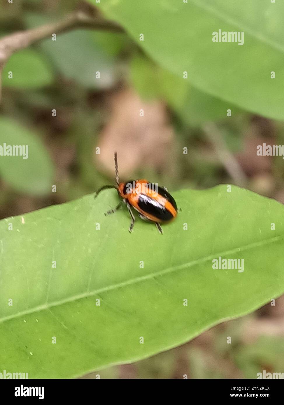 Orange Oides Leaf Beetle (Oides dorsosignata Stock Photo - Alamy