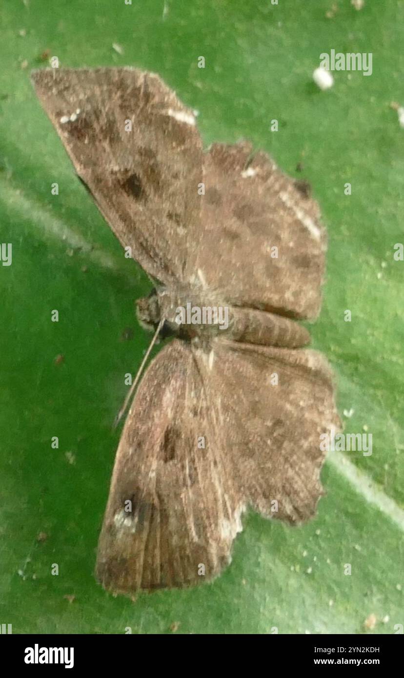Spread-wing Skippers (Pyrginae Stock Photo - Alamy