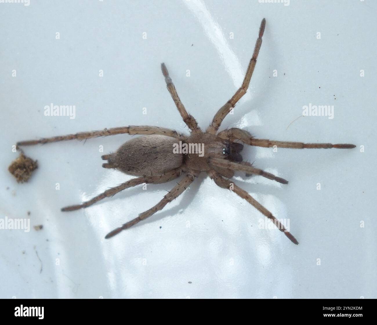 Drassodes hi-res stock photography and images - Alamy