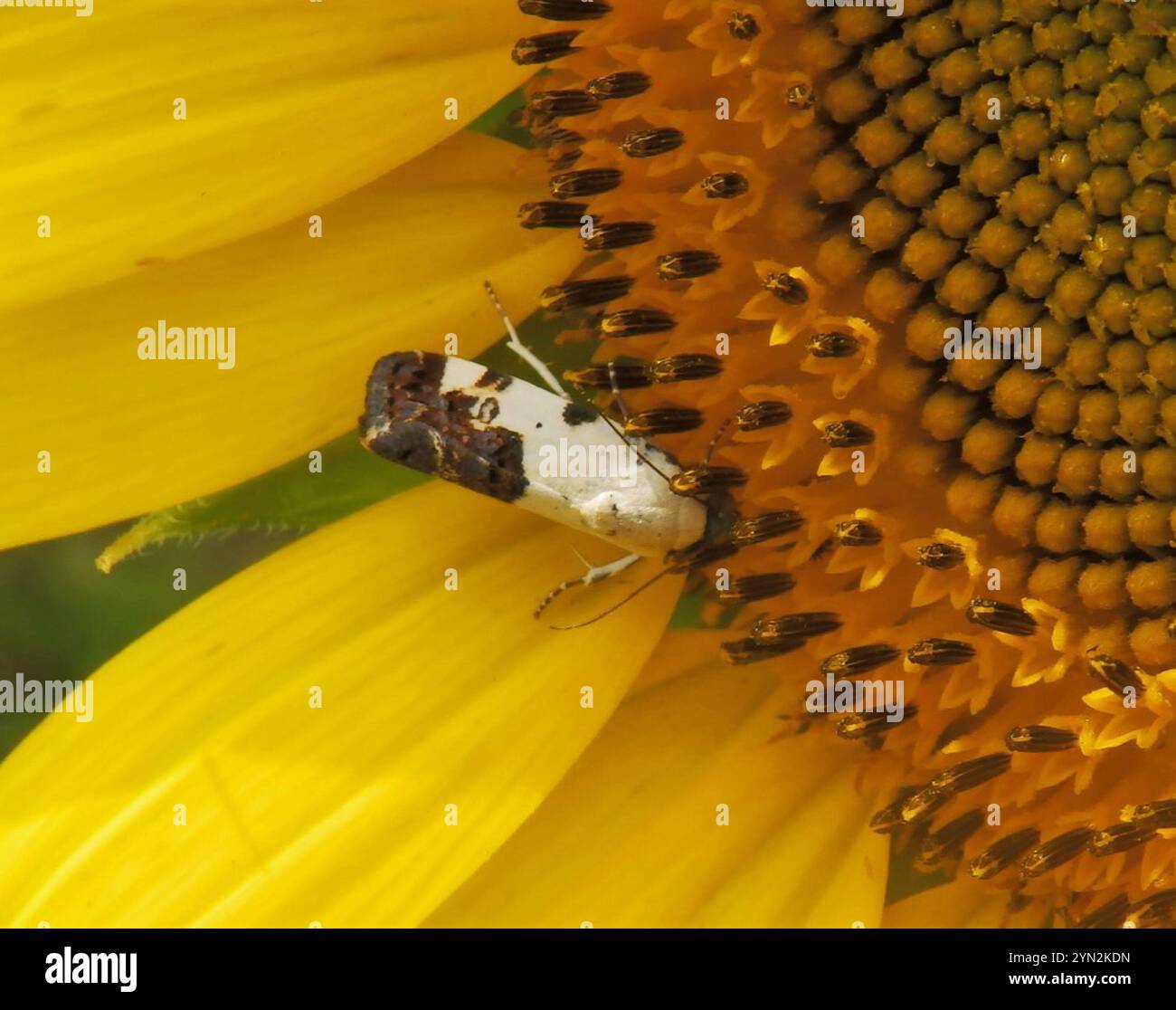 Exposed Bird Dropping Moth (Tarache aprica Stock Photo - Alamy