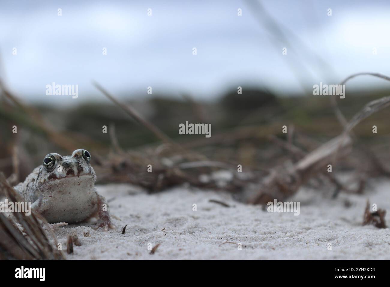 Cape sand frog (Tomopterna delalandii Stock Photo - Alamy