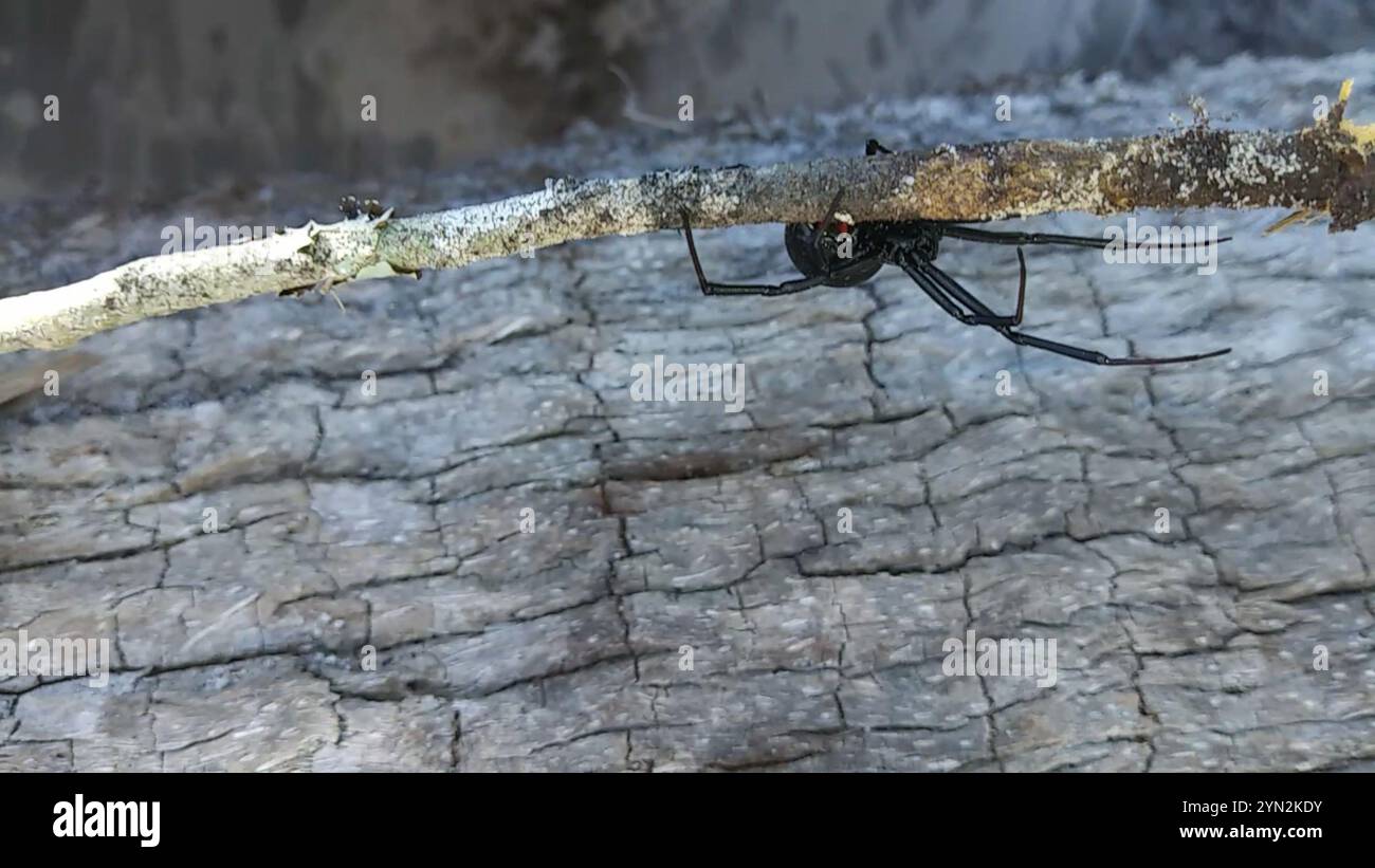 Southern Black Widow (Latrodectus mactans Stock Photo - Alamy