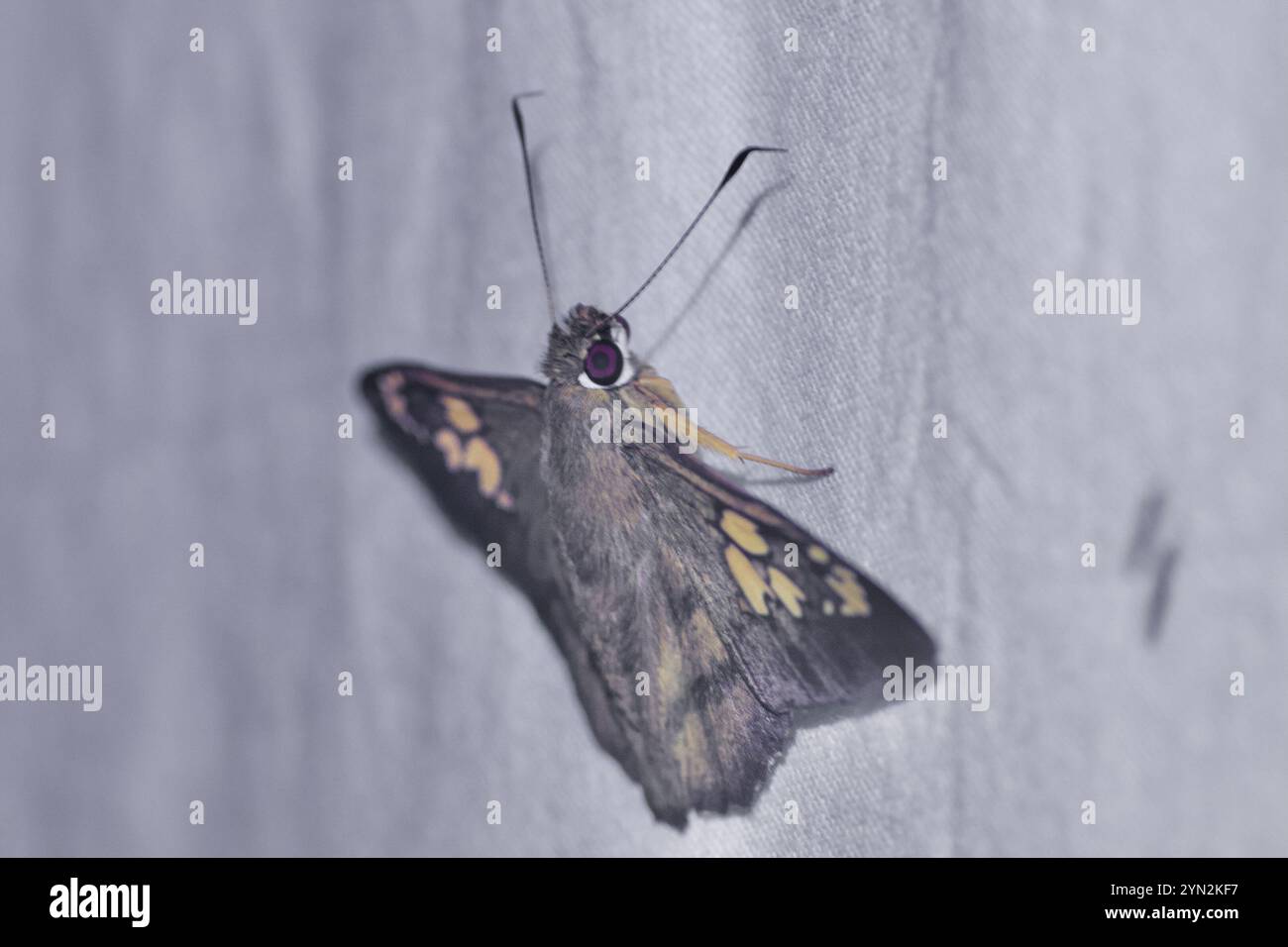 Common Scarlet-eye (Nascus phocus Stock Photo - Alamy