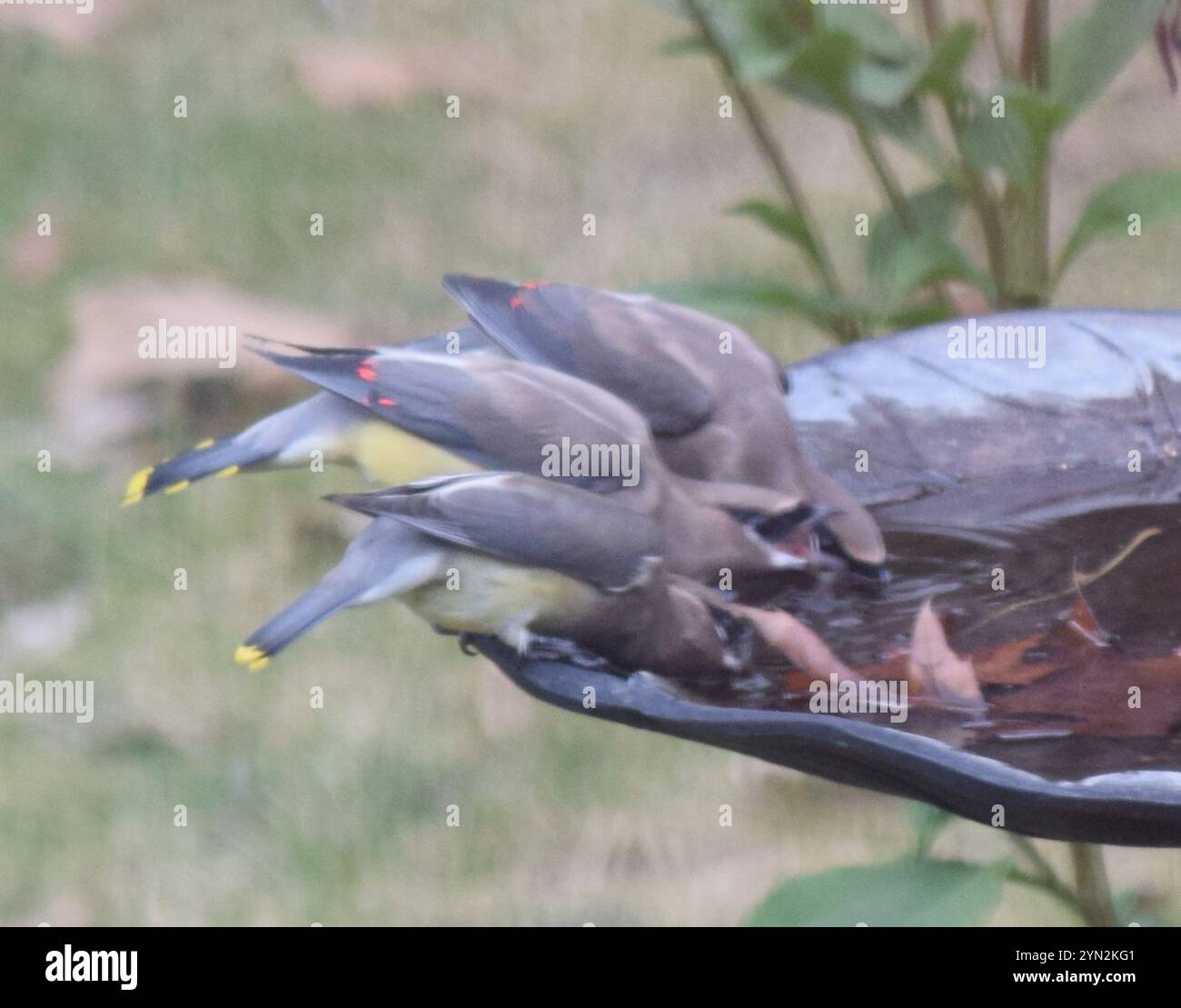 Cedar Waxwing (Bombycilla cedrorum Stock Photo - Alamy