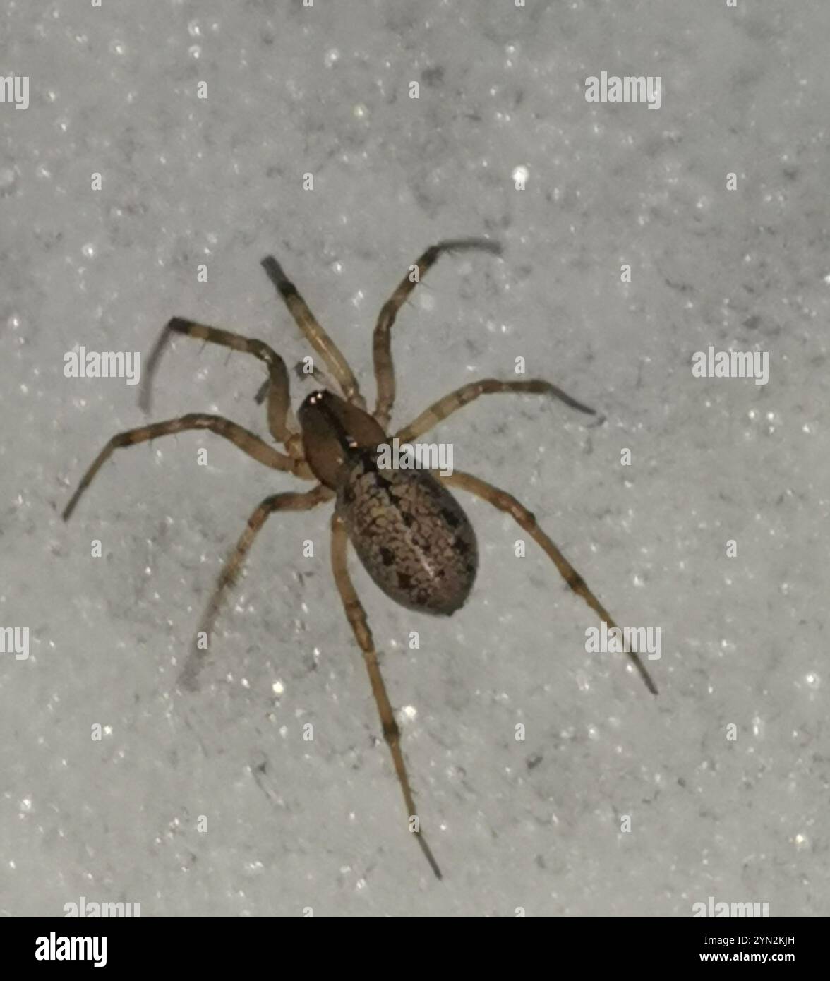 Horse-Head Spider (Stemonyphantes lineatus Stock Photo - Alamy