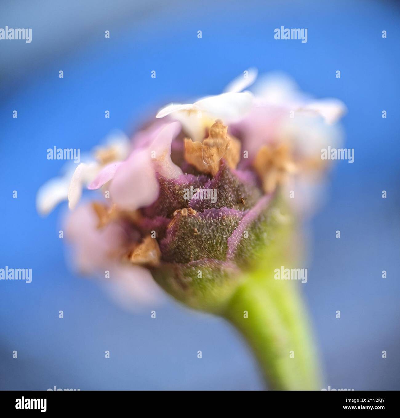 turkey tangle frogfruit (Phyla nodiflora Stock Photo - Alamy