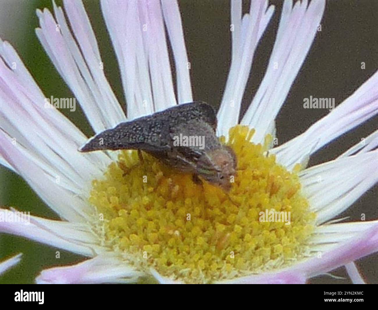 Eutreta hi-res stock photography and images - Alamy