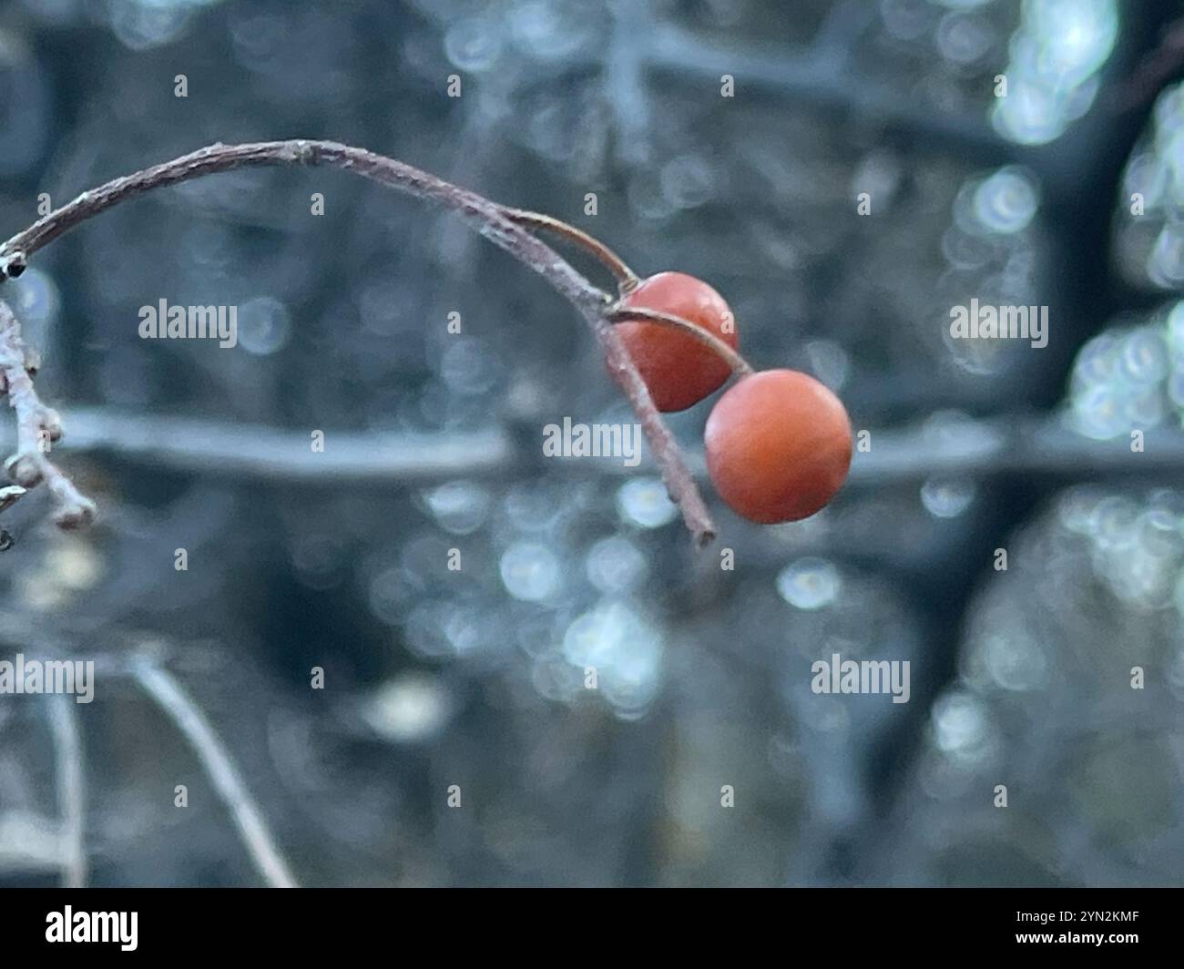 netleaf hackberry (Celtis reticulata Stock Photo - Alamy