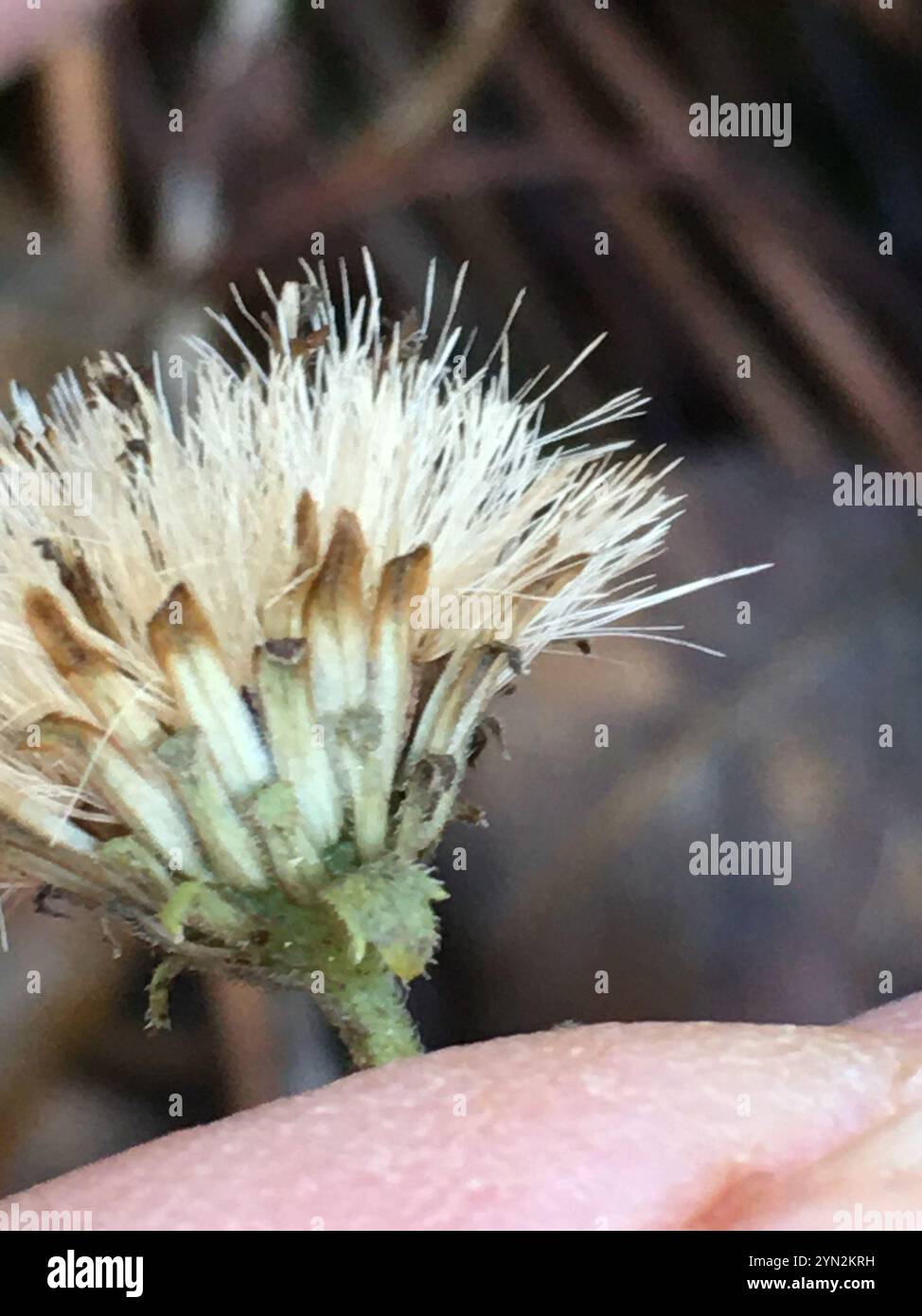 bouquet aster (Eurybia mirabilis Stock Photo - Alamy