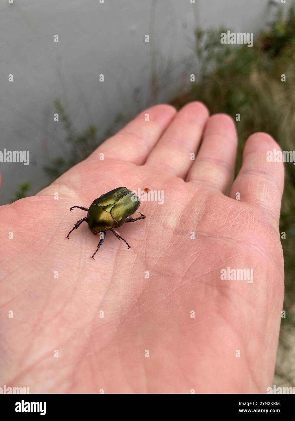 Copper Chafer (Protaetia cuprea Stock Photo - Alamy