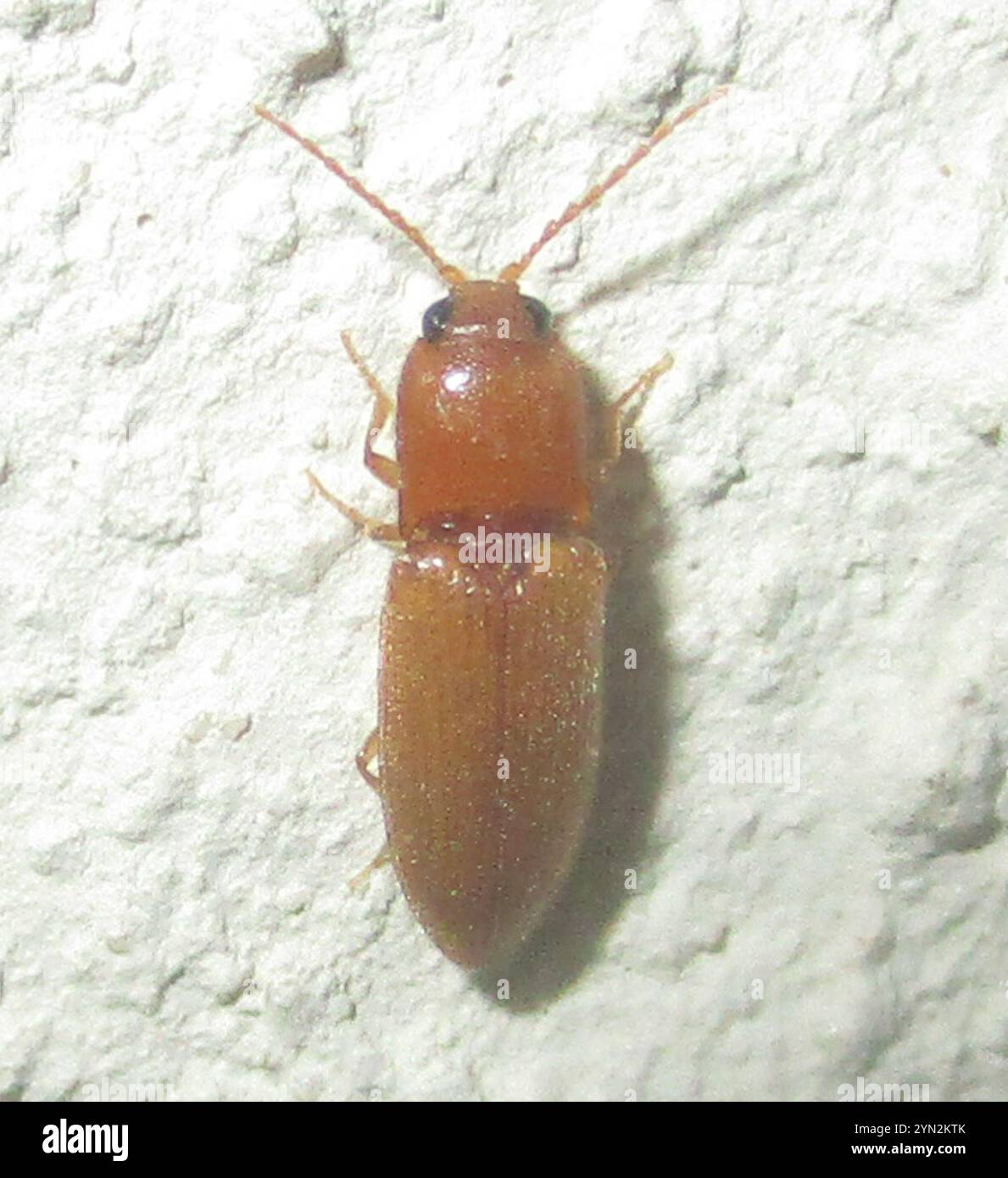 Click Beetles (Elateridae Stock Photo - Alamy