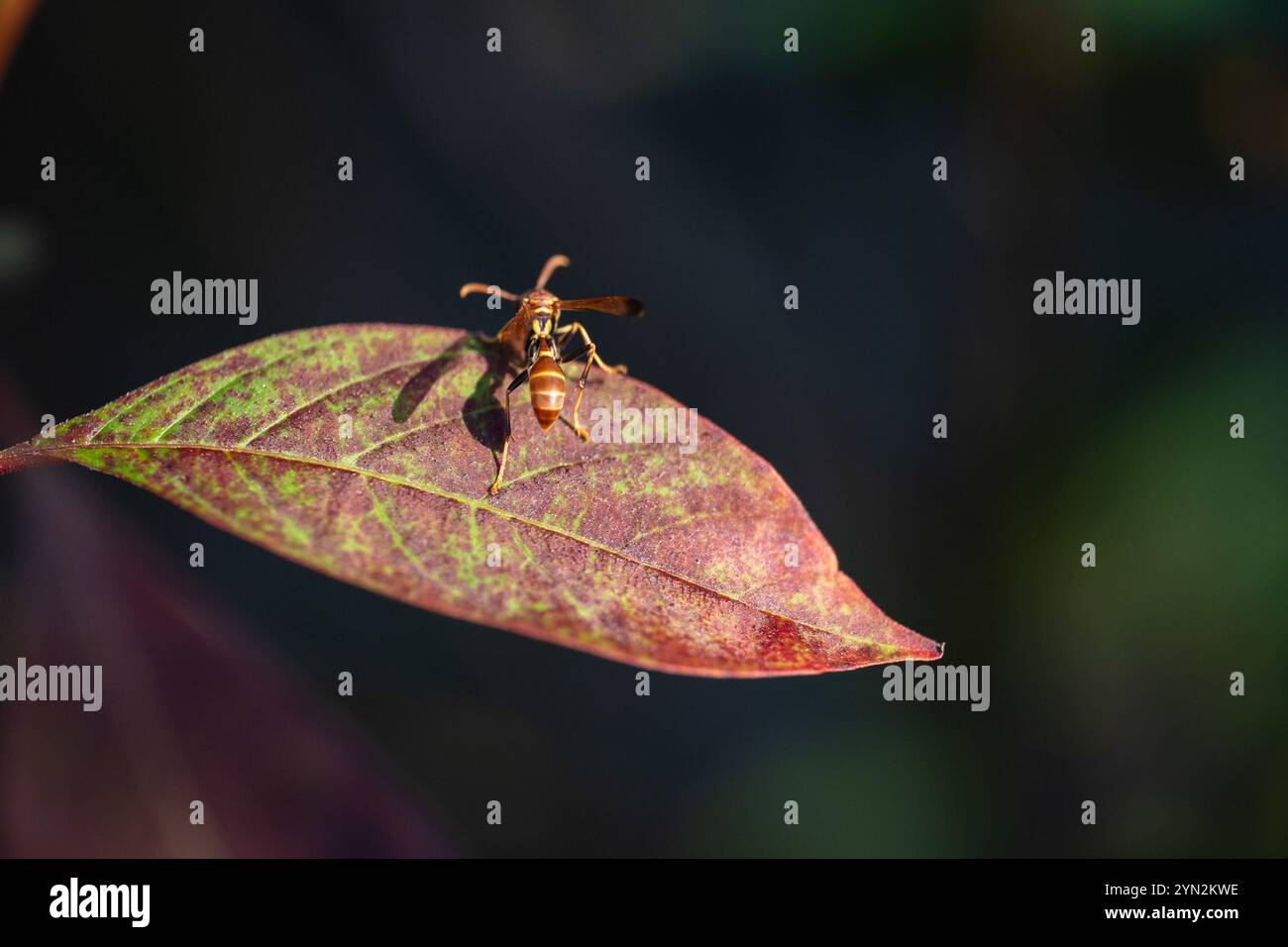 (Mischocyttarus mexicanus cubicola Stock Photo - Alamy
