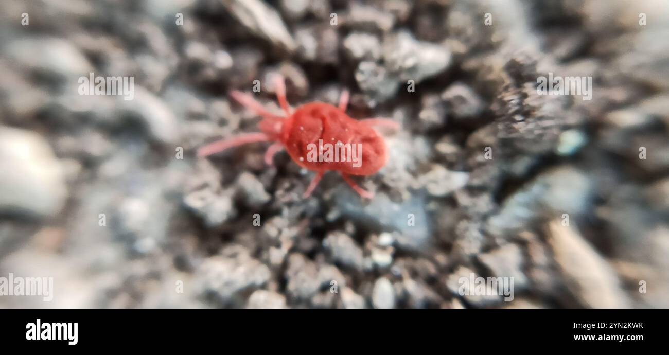 Sumo Mites (Allothrombium Stock Photo - Alamy
