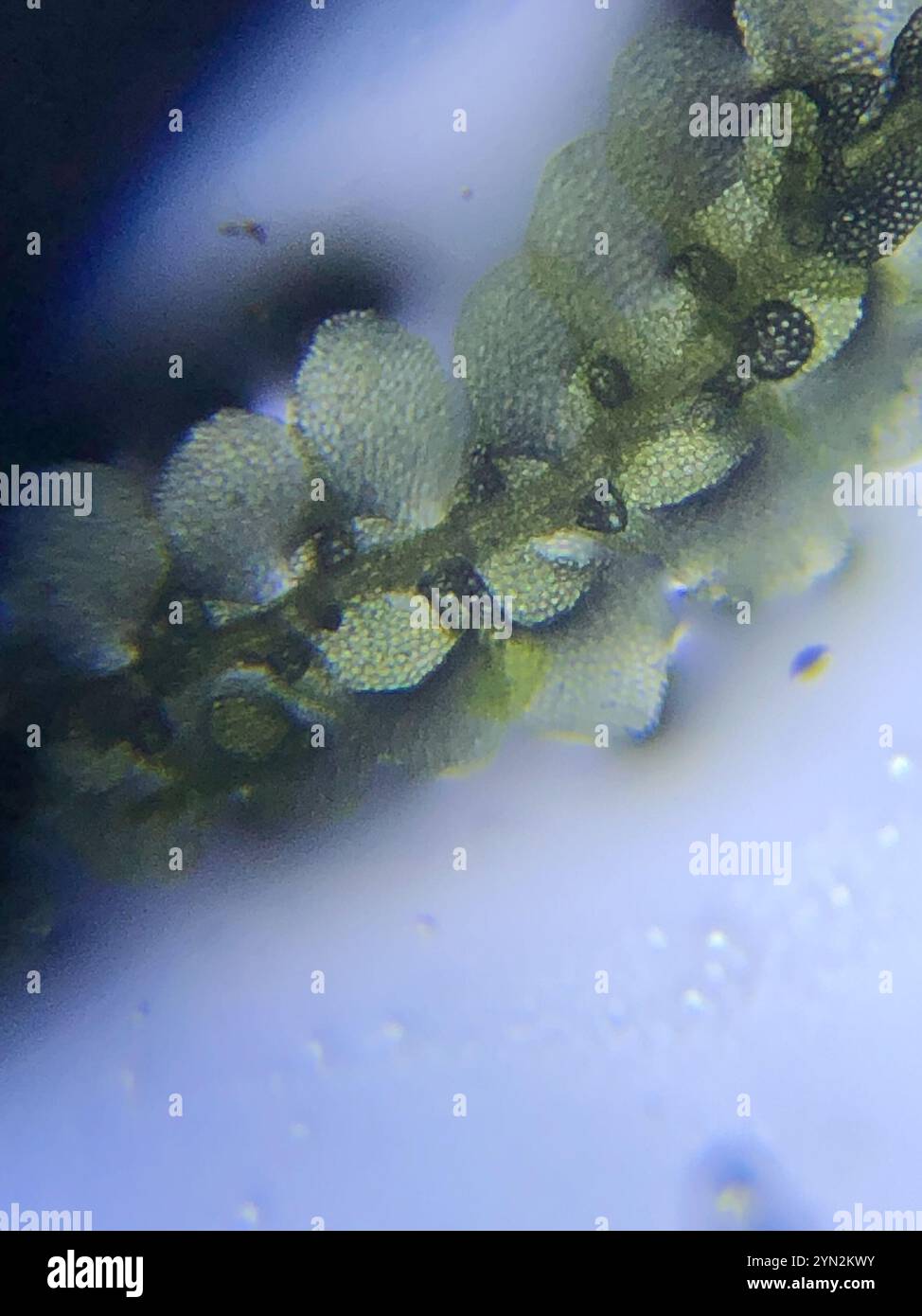 Lejeunea hi-res stock photography and images - Alamy