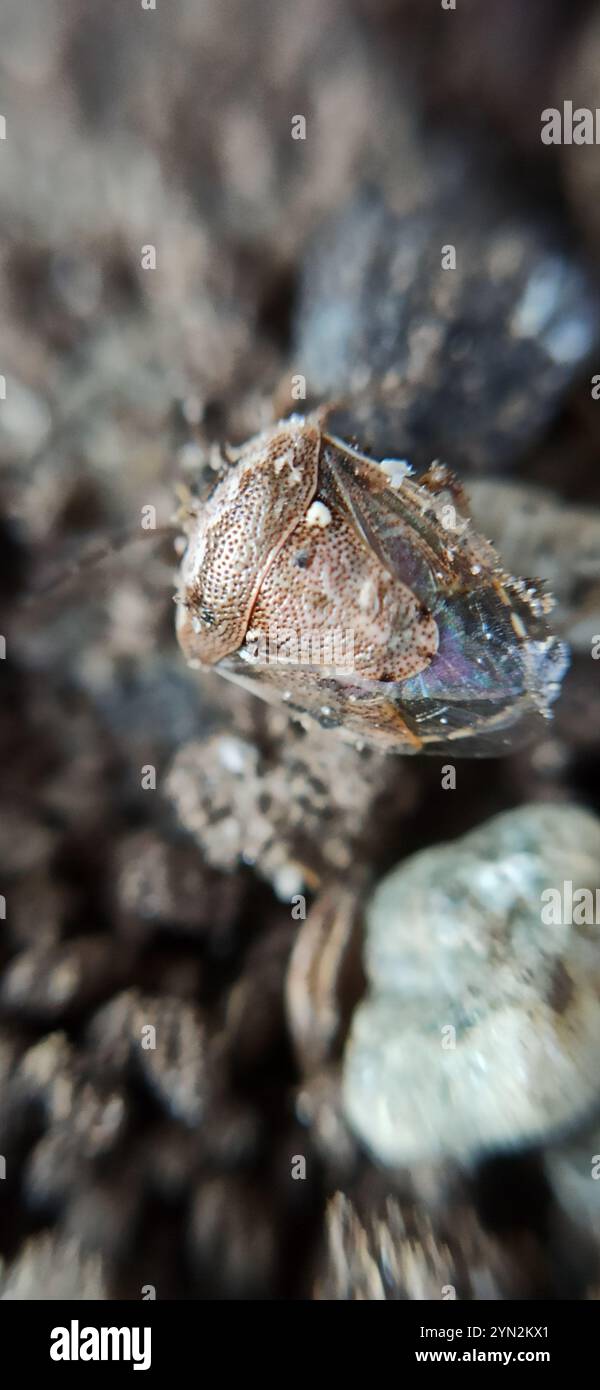 White-spotted Stink Bug (Eysarcoris ventralis Stock Photo - Alamy
