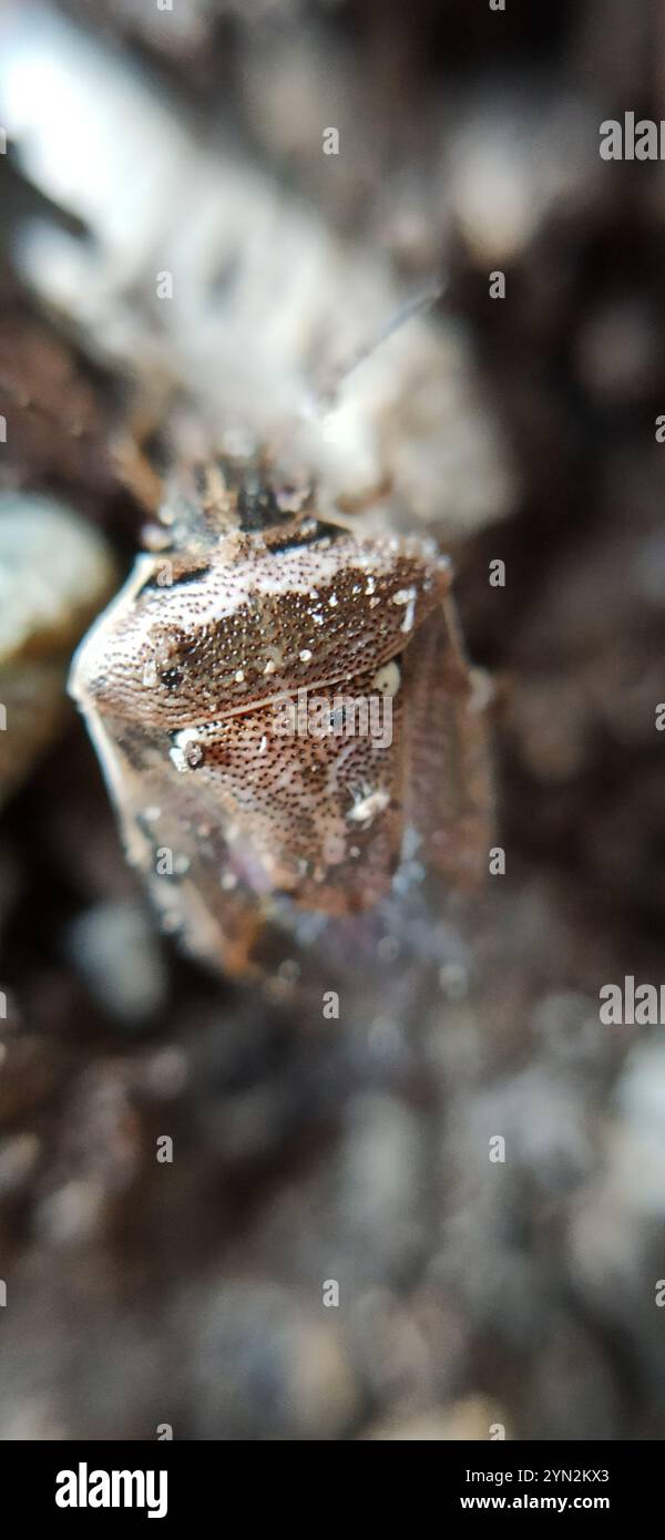 White-spotted Stink Bug (Eysarcoris ventralis Stock Photo - Alamy