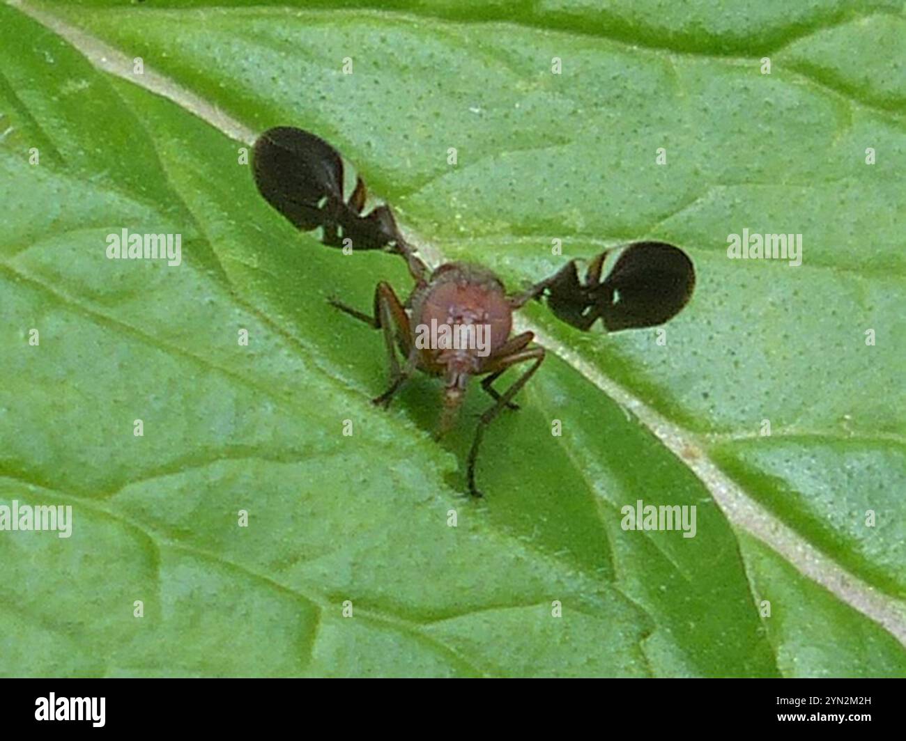 Common Picture-winged Fly (Delphinia picta Stock Photo - Alamy