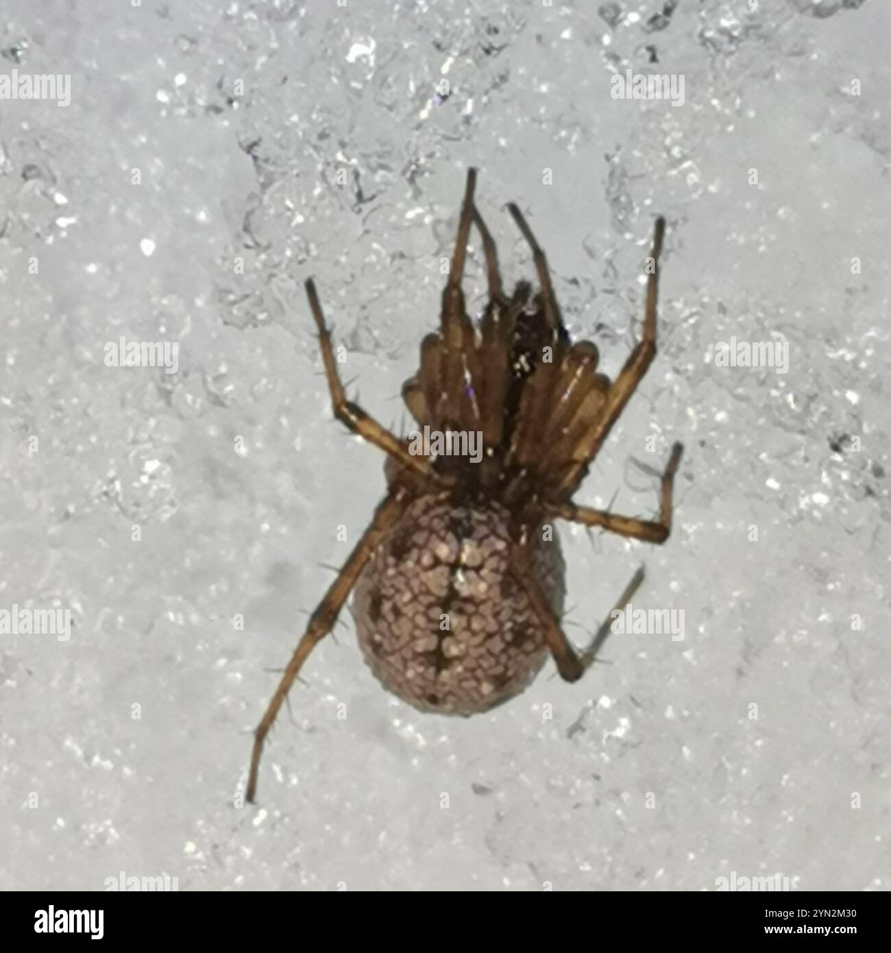 Horse-Head Spider (Stemonyphantes lineatus Stock Photo - Alamy